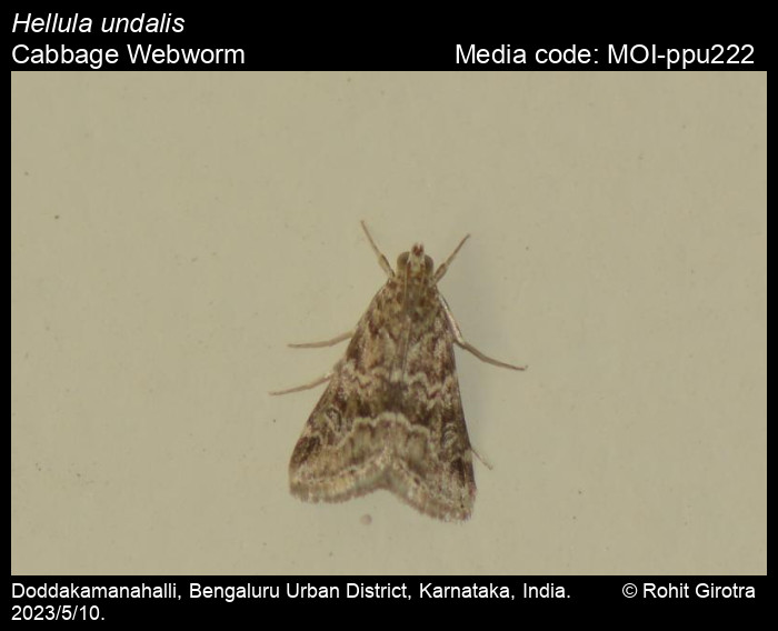 Hellula undalis | Moths